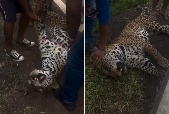 Onça-pintada é encontrada morta às margens da BR-070 entre Primavera do ...